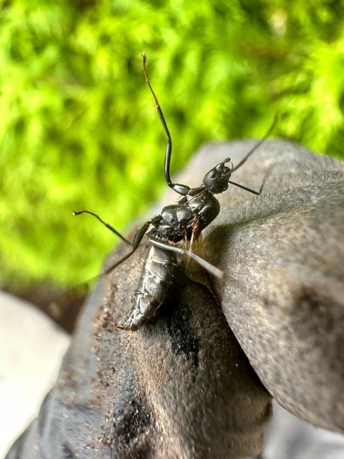 PEST IN THE CITY PEST CONTROL - Updated August 2025 - Request a Quote ...