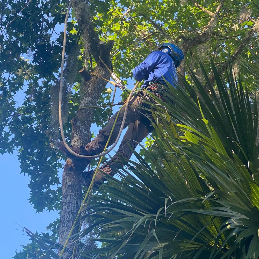 CLIFFORD’S TREE SERVICE - Updated November 2025 - Request a Quote - 14 ...