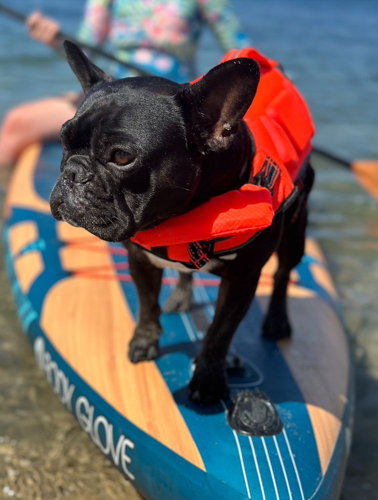 SAN DIEGO PUPPY COACH - Updated October 2025 - 29 Photos & 12 Reviews ...