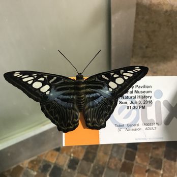 THE SMITHSONIAN BUTTERFLY HABITAT GARDEN - Updated December 2025 - 51 ...