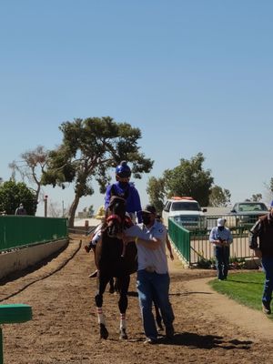 TURF PARADISE - 229 Photos & 98 Reviews - Horse Racing - 1501 W Bell Rd ...