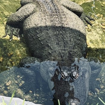 ALLIGATOR ADVENTURE - Updated June 2025 - 698 Photos & 225 Reviews ...