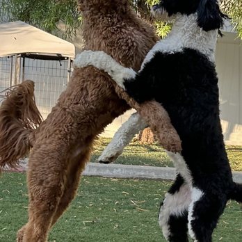 HAPPY DOG RESORT - Updated April 2025 - 142 Photos & 100 Reviews - 1625 ...