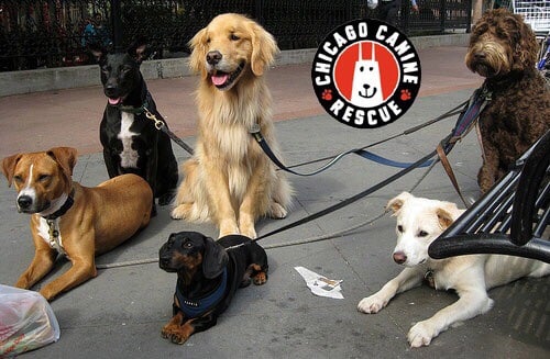 CHICAGO CANINE RESCUE - Updated December 2025 - 41 Photos & 138 Reviews ...