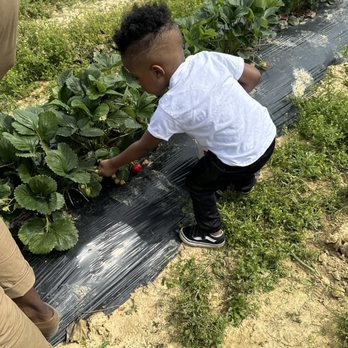 MILLER FARMS - Updated September 2024 - 262 Photos & 216 Reviews ...