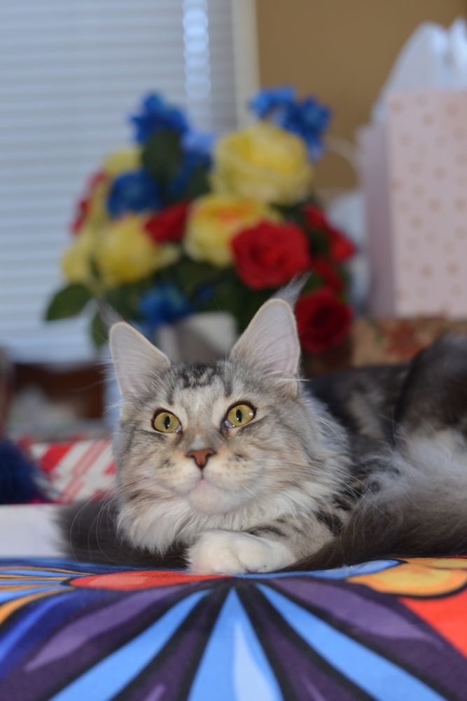 BENA VIDA MAINES - Updated December 2025 - 27 Photos - 849 Kells Cir, Vacaville, California ...