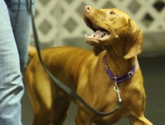 FUSION DOG TRAINING - Updated February 2025 - 4333 Sharps Cutoff Rd ...