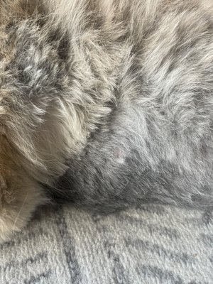 PAWSITIVELY POOCHED - Updated January 2026 - 41 Photos & 18 Reviews ...