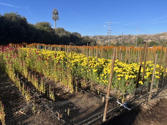 SANCHEZ PRODUCE - 29 Photos - 16230 Sierra Hwy, Canyon Country ...