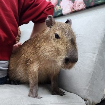 THE CAPYBARA CAFE - Updated August 2025 - 56 Photos & 24 Reviews - 105 ...