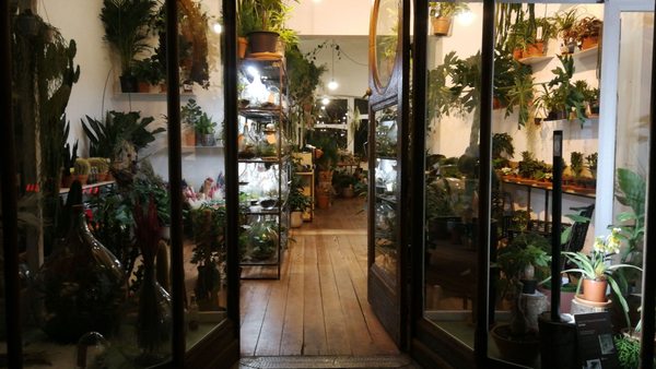 AGAVE - Updated May 2024 - 13 Photos - Rue de Dublin 15, Ixelles ...