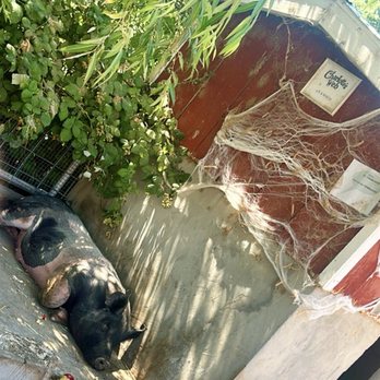 COVER’S APPLE RANCH - Updated October 2025 - 220 Photos & 299 Reviews ...