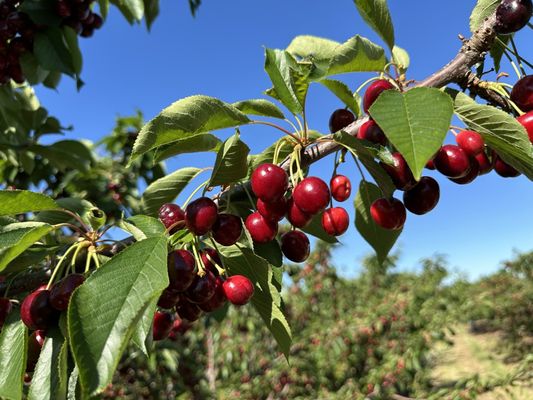 CHERRY TIME - TEMP. CLOSED - Updated September 2025 - 224 Photos & 90 ...