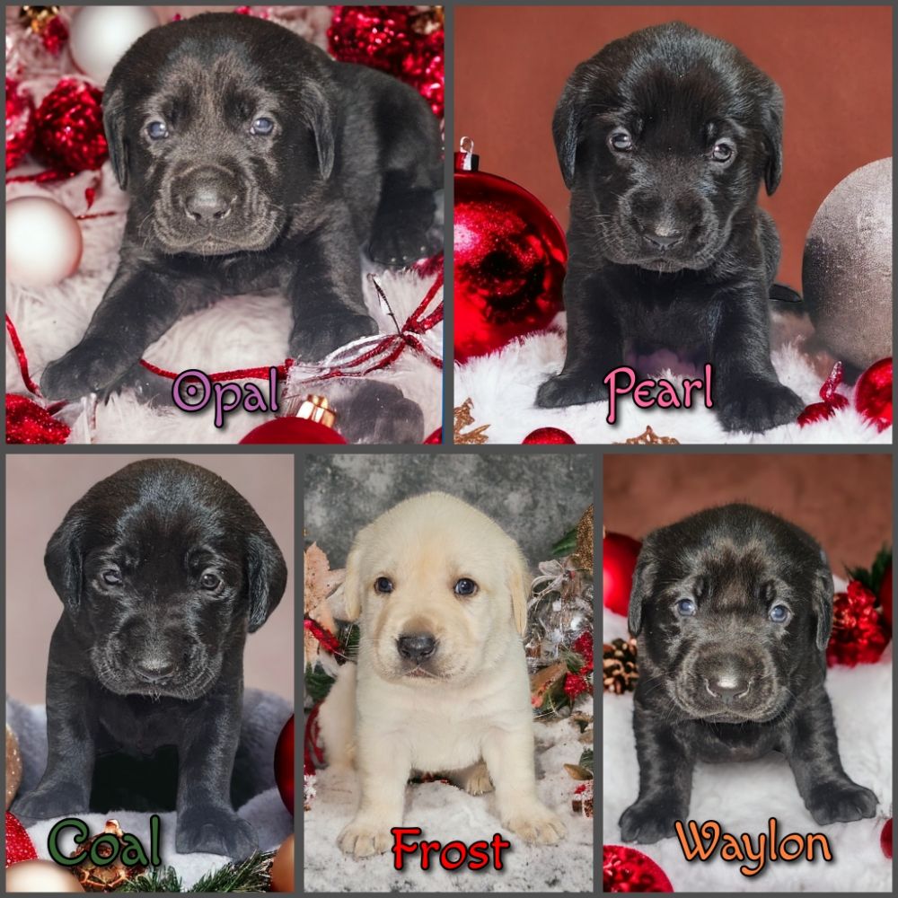 MOONLIGHT KENNELS - Updated August 2025 - Request Information - 22 ...