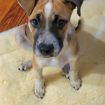 BORDER TAILS RESCUE - Updated July 2025 - 35 Photos & 44 Reviews - 2975 ...