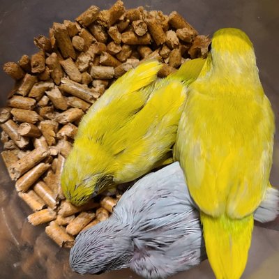 BRENDA’S BIRDS - Updated July 2025 - 526 Photos & 57 Reviews - 14428 S ...
