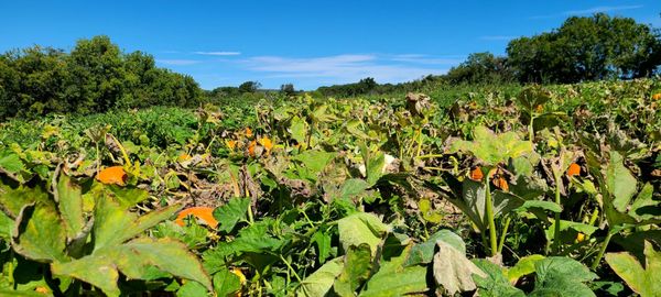 SCHAEFER FARMS - Updated December 2025 - 118 Photos & 33 Reviews - 1051 ...