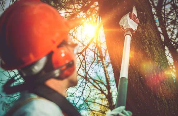 TREES R’ US - Updated October 2025 - 26 Photos - Albuquerque, New ...