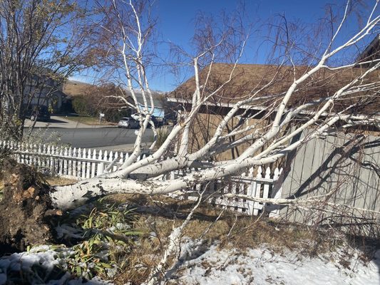 NINJA TREE CARE - Updated December 2025 - 16 Photos & 17 Reviews - 774 ...