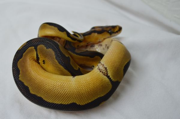 MIAMI REPTILE COMPANY - Updated July 2024 - 34 Photos & 25 Reviews ...