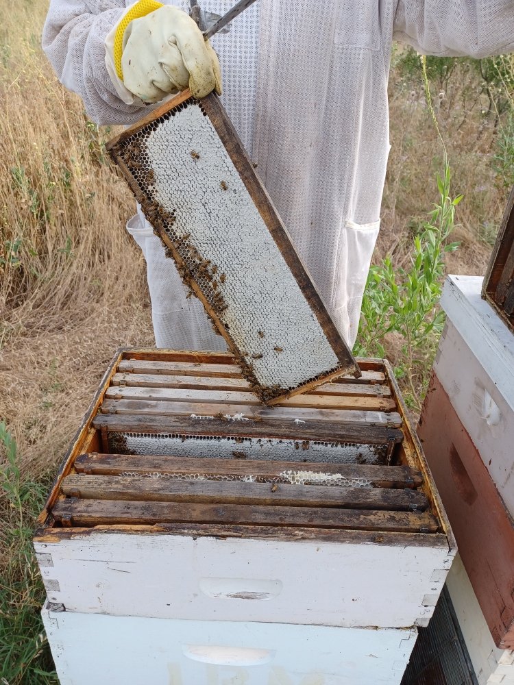 MODEL A RAW HONEY - Updated October 2025 - 16 Photos - Wichita Falls ...