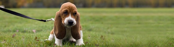 CHESDIN ANIMAL HOSPITAL - Updated March 2026 - 15 Photos & 18 Reviews ...