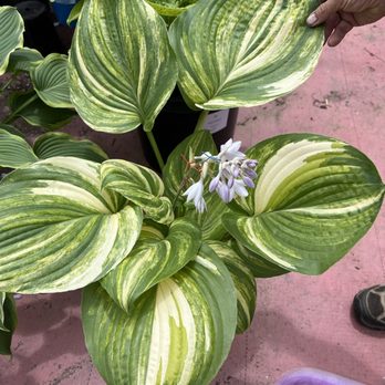 THE HOSTA STOP - Updated July 2025 - 11 Photos - 1011 WI-54 W, Plover ...