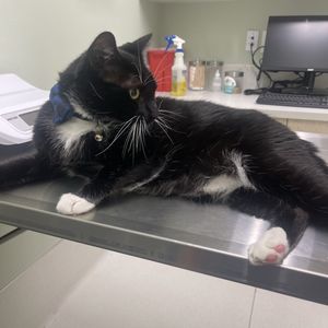 LOVE ANIMAL HOSPITAL AND URGENT CARE - Updated February 2025 - 25 ...