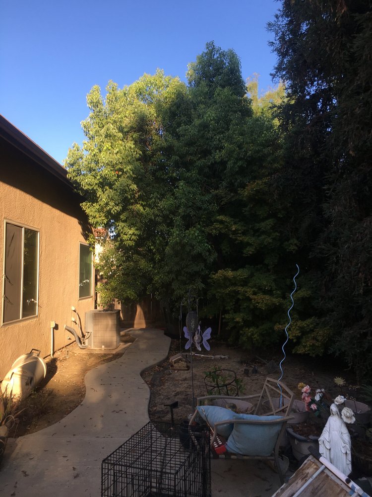 MC TREE TRIMMING SERVICE - 21 Photos - Fresno, California - Tree ...