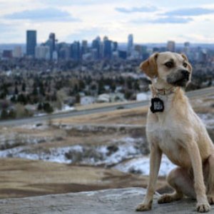 ALBERTA ANIMAL RESCUE CREW SOCIETY - Updated September 2025 - 11 ...