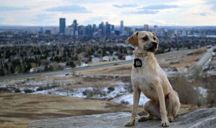 PAWSITIVE MATCH RESCUE FOUNDATION - Updated October 2025 - 30 Reviews ...