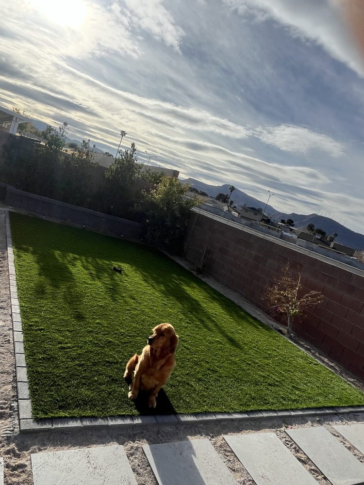 RAPID TREE CARE - Updated July 2025 - Henderson, Nevada - Tree Services ...