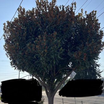 CASTILLO TREE SERVICE - Updated November 2024 - 201 Photos & 144 ...