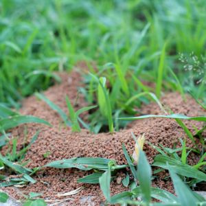 MAGIC PEST AND LAWN - 36 Photos & 473 Reviews - Pest Control - 432 ...