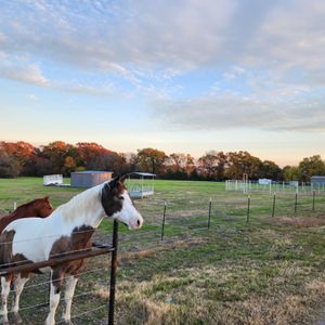 FORTEBELLA EQUESTRIAN - Updated October 2025 - 10622 Wild Flower Pl ...