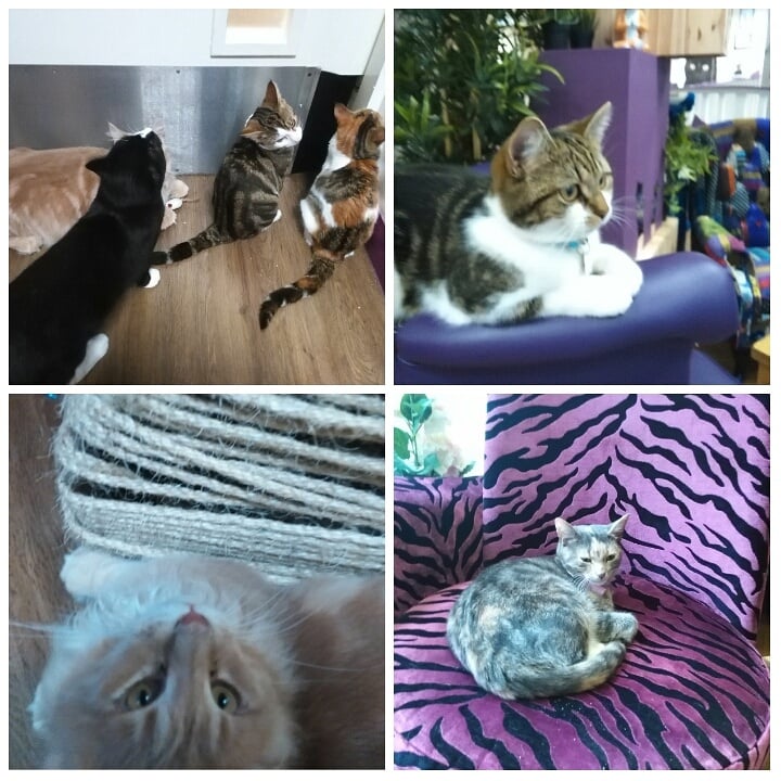 KITTY CAFÉ - Updated August 2025 - 19 Photos - 31-37 Friar Lane ...