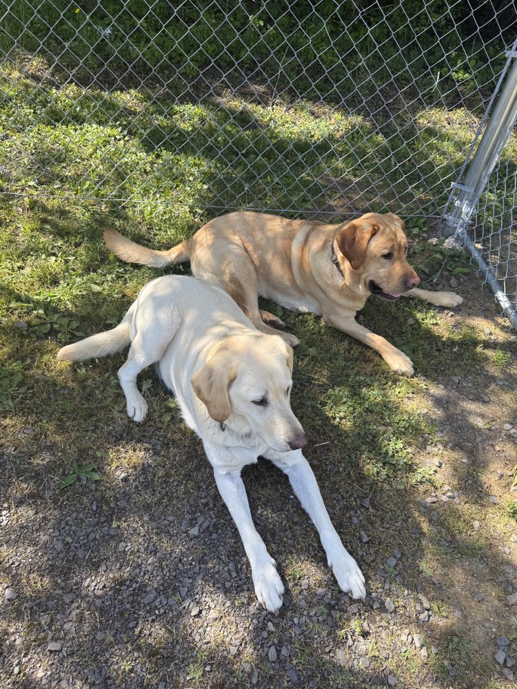 RUFF LIFE PET RESORT - Updated December 2025 - 13414 Ridge Rd, King George, Virginia - Pet ...