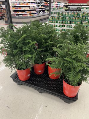 TARGET - Updated November 2025 - 565 Photos & 65 Reviews - 5561 Grove ...