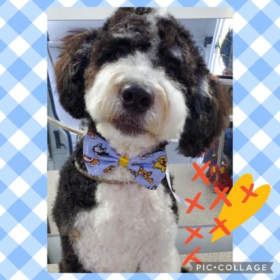 MUTT CUTS MOBILE GROOMING - Updated December 2025 - 131 Photos & 86 ...