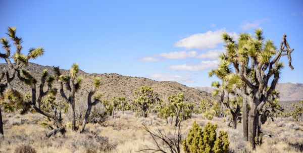 KEYS VIEW - Updated 05/2025 - 345 Photos & 27 Reviews - Joshua Tree's ...