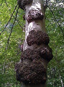 LUPIEN TREE & LANDSCAPE - Updated May 2025 - 11 Photos - 103 Thurston ...