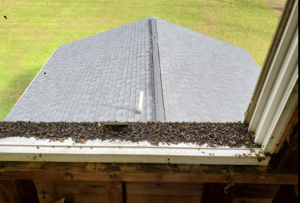 MAGNUM PEST CONTROL - Updated October 2025 - 4423 Lattimer Rd ...