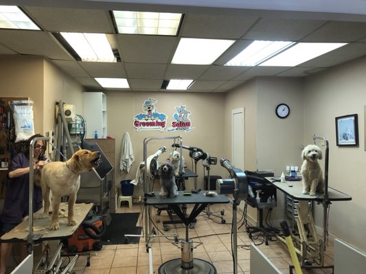 PRETTY PETS GROOMING SALON - Updated August 2025 - 18 Reviews - 79 ...
