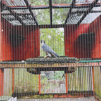 CASCADES RAPTOR CENTER - Updated November 2025 - 158 Photos & 115 ...