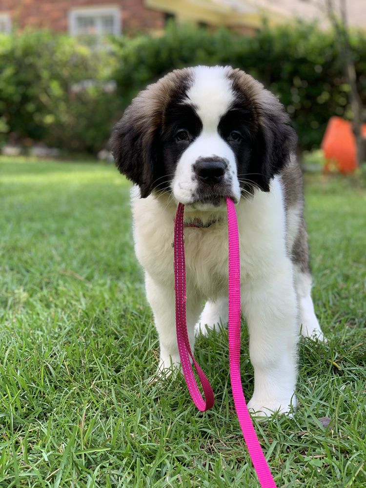 COLUMBIA DOG WIZARD - Updated September 2024 - 11 Photos & 11 Reviews ...