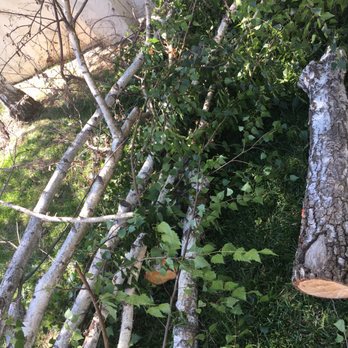 SHOWSCAPES & TREESCAPES - Updated November 2025 - 10 Photos - 20 ...