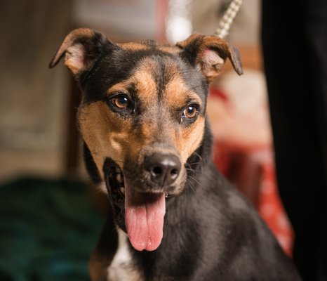 HOUSTON HUMANE SOCIETY - 206 Photos & 148 Reviews - 14700 Almeda Rd ...