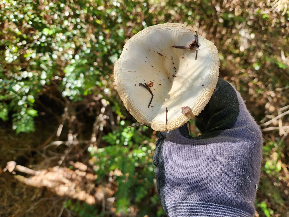 WOODSIDE CAMPGROUND - Updated July 2024 - 14 Photos - 25050 Highway 1 ...