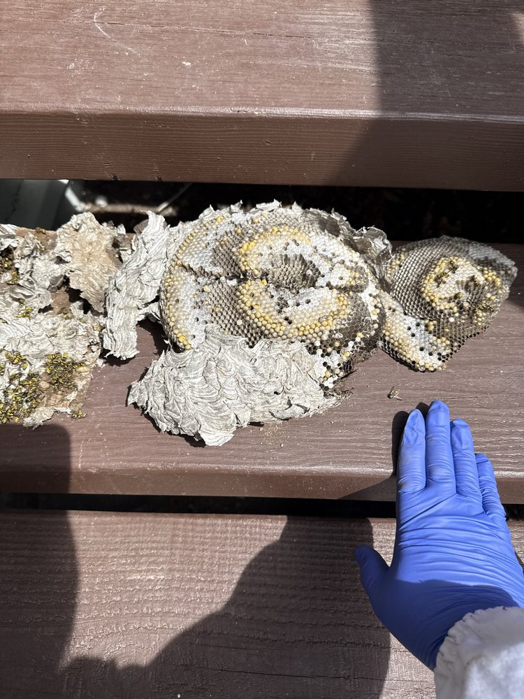 TYR 1 PEST SOLUTIONS - Updated September 2025 - 10 Photos - 7552 Center ...