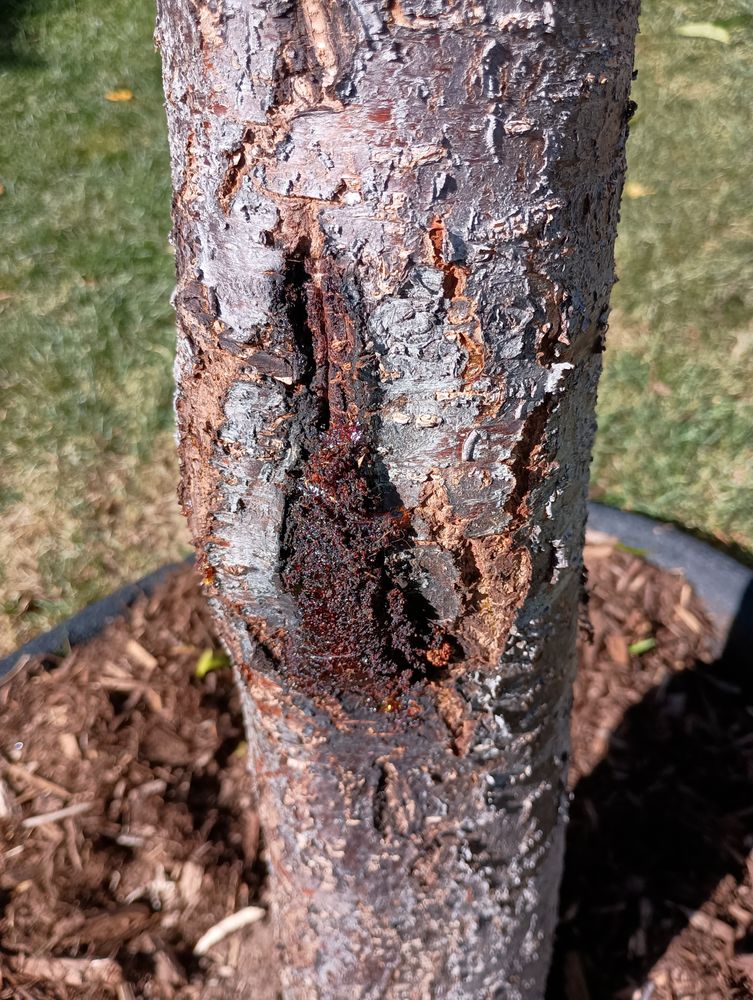 HEALTHY LITTLE TREES - Updated January 2026 - 13 Photos - 2506 Dorset ...